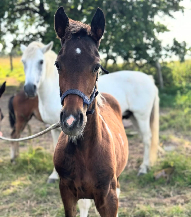 Miallo Maverick :: Miallo Stuteri&Kennel