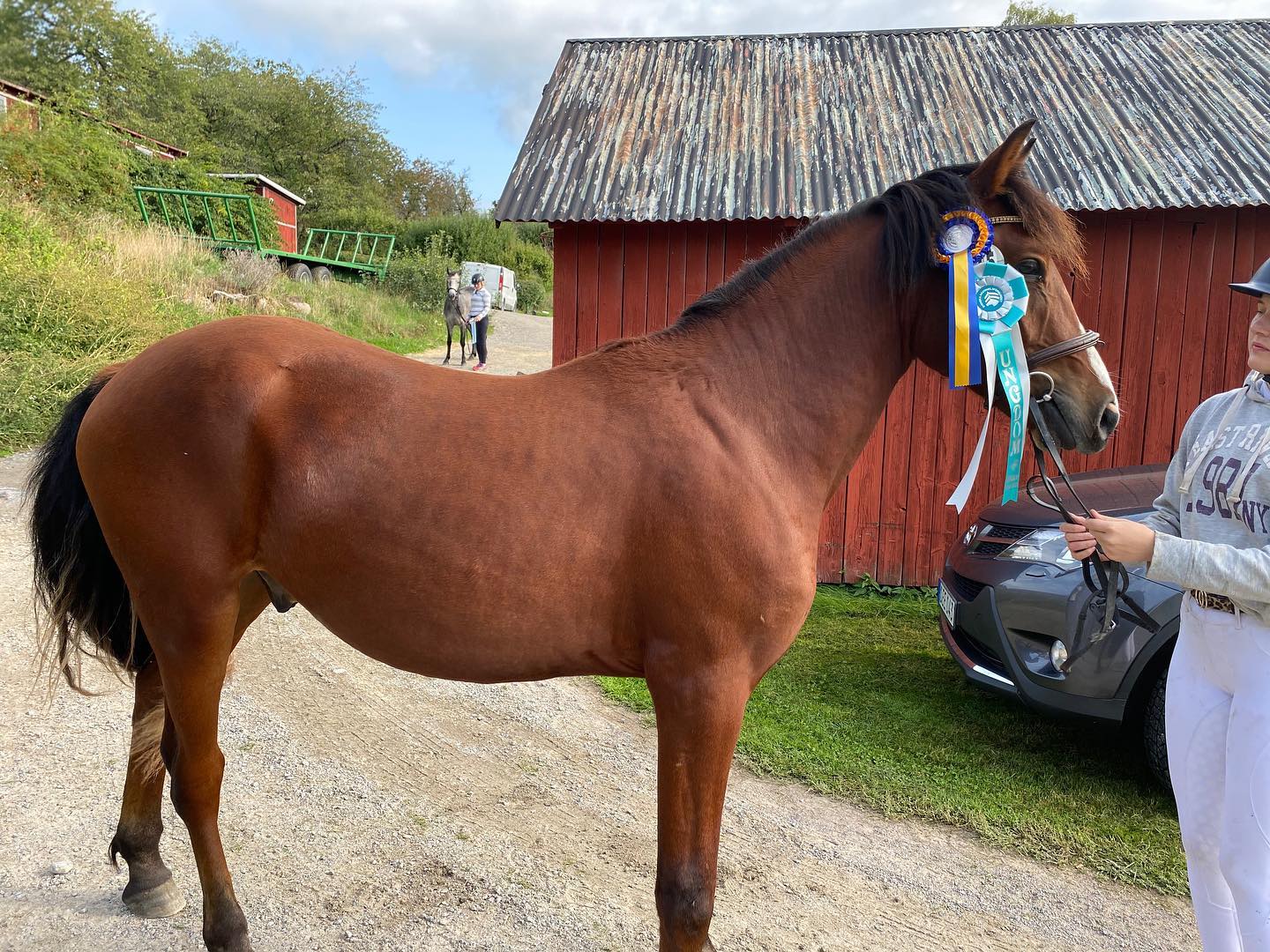 Om oss :: Miallo Stuteri&Kennel