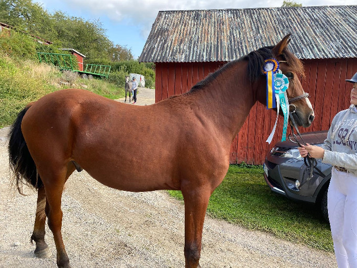 Om oss :: Miallo Stuteri&Kennel